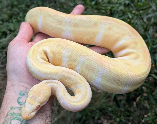 Albino Enchi Ball Python by Olympian Exotics