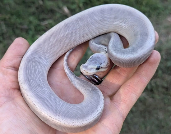 Super Pastel Super GHI Lori Ball Python by Olympian Exotics
