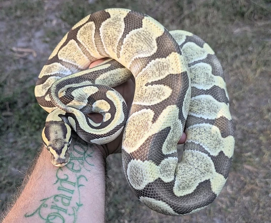 Enchi Desert Ghost 100% Het Pied Ball Python by Olympian Exotics