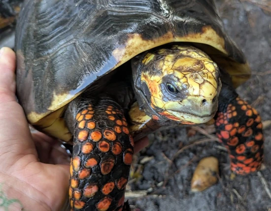 USCBB Extra Large Red Foot Tortoise ~12 Inch Shell Red-Footed Tortoise ...