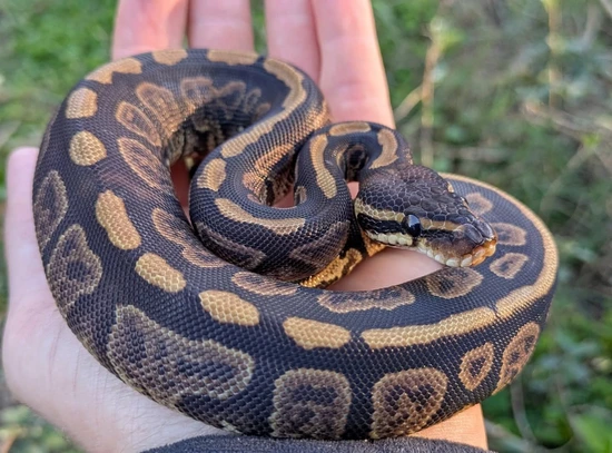 Sable Ball Python by Olympian Exotics