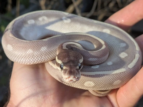 Purple Passion (Phantom Mojave) Ball Python by Olympian Exotics
