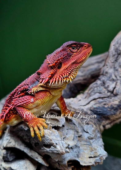 75% Red Monster Central Bearded Dragon by Once Upon A Dragon