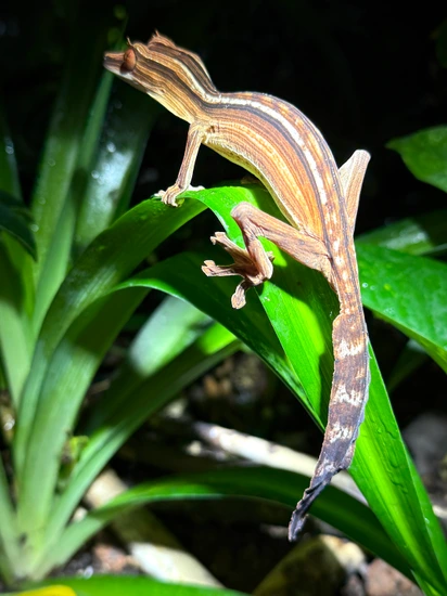 Lineatus (Captive Born/hatched) Leaf-Tailed Gecko by One World Exotica LLC
