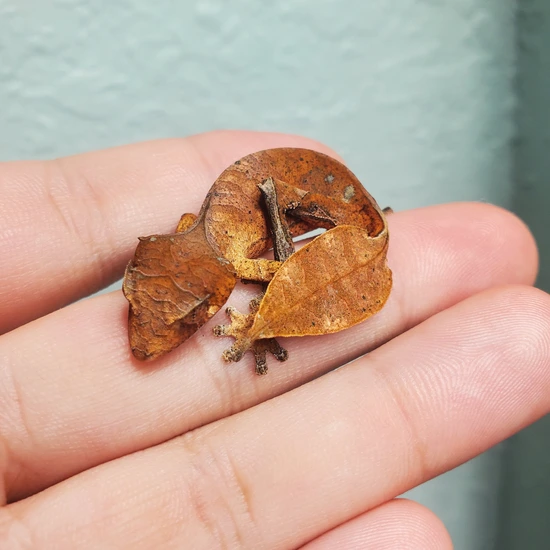 Gorgeous Female Phant (Pale/red) Leaf-Tailed Gecko by Only Phants