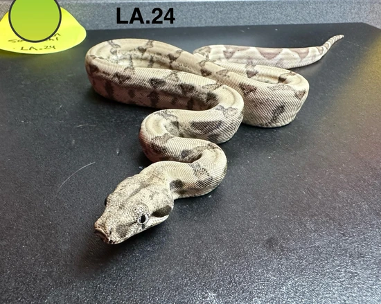 Pos Super Ghost Het Moonglow Boa Constrictor by Rolling C.B. Reptiles