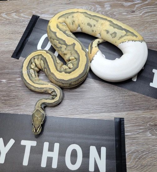 Hypo Pied Het Clown Ball Python by Operation Python