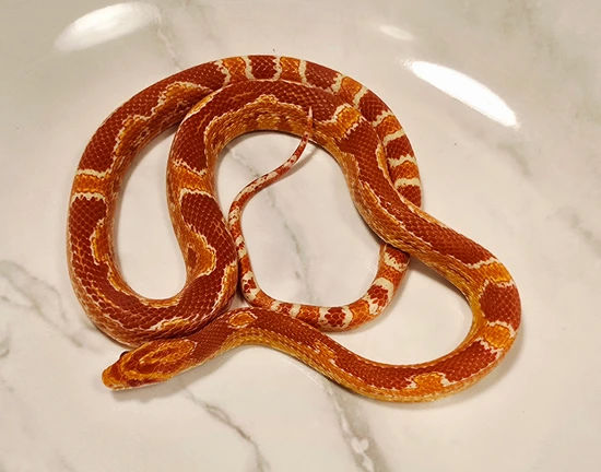 Reverse Okeetee Red FactorZigzag Halo Male, Breeder Size Corn Snake by ...