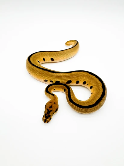 Enchi Batman Ball Python by High Octane Exotics