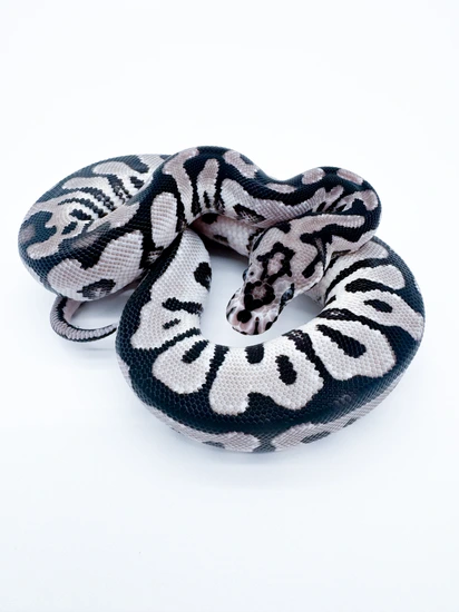 Spotnose Axanthic VPI Clown Het Desert Ghost Ball Python by Opulent ...