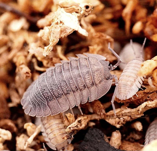 Peraccae | Armadillidium Isopod by Reptilemon