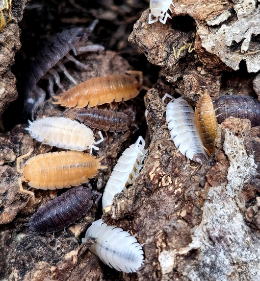 Party Mix | Porcellio Scaber Isopod by Reptilemon