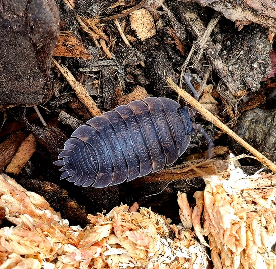 Lava | Porcellio Scaber Isopod by Reptilemon