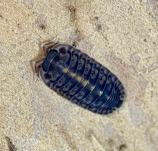 Platin Tung Sung | Cubaris SP Isopod by Reptilemon