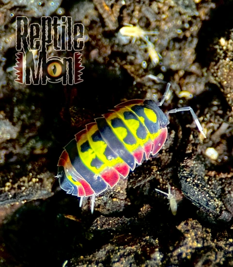 Red Diablo | Merulanella Sp Isopod by Reptilemon