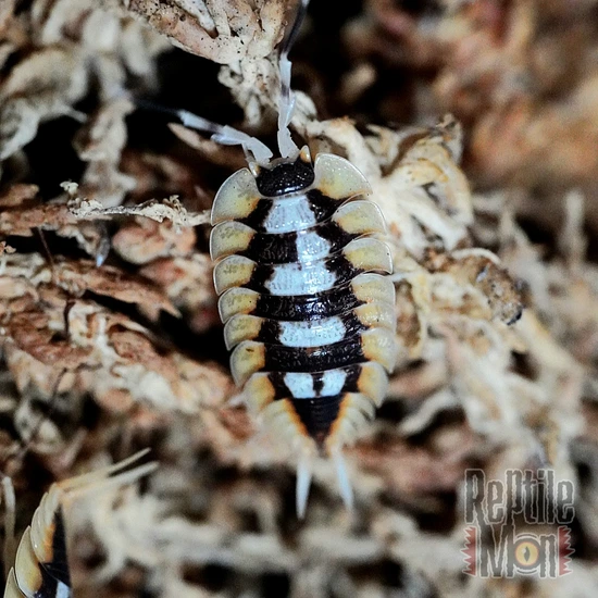 Expansus Orange | Porcellio Expansus Isopod by Reptilemon