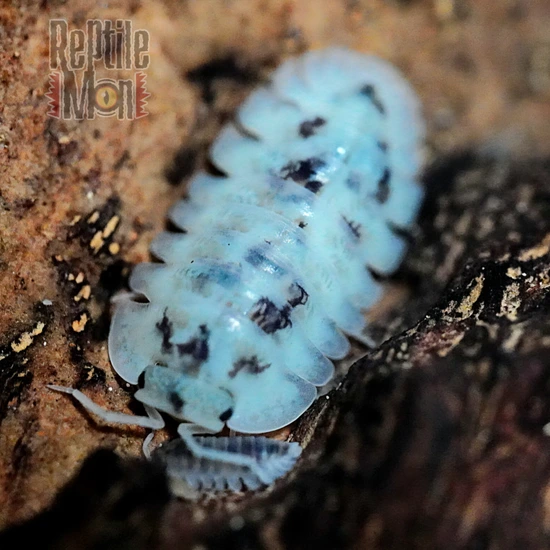 Shiro Utsuri| Nesodillo Sp Isopod by Reptilemon