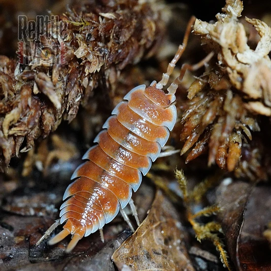 Orange Titan | Porcellio Hoffmannseggi Isopod by Reptilemon