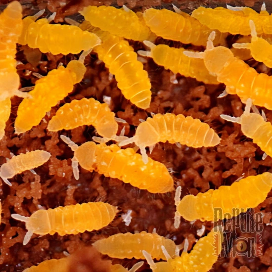 Yellow Albino Springtails | Ceratophysella Sp Isopod by Reptilemon