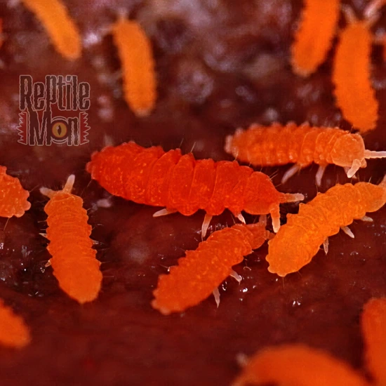 Florida Orange Springtails | Neanura Growae Isopod by Reptilemon