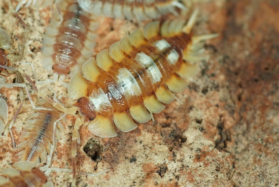 Autumnal Equinox | Porcellio Expansus Isopod by Reptilemon