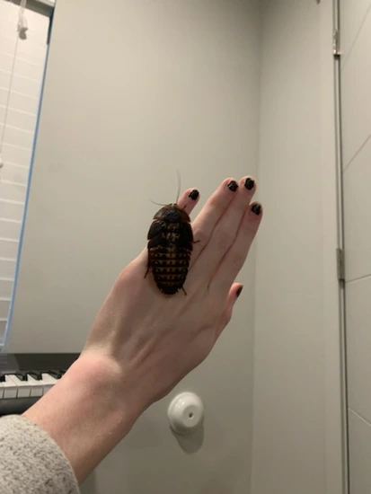 Blaberus Sp. "Honduras" ( Honduran Cave Roach) Cockroach by OG Original ...