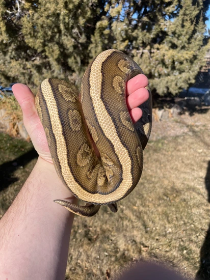 Black Pastel Red Stripe Fire Het Clown Ball Python by KOLBIE