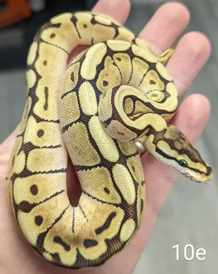 Phantom Spider Ball Python by KSO Reptiles