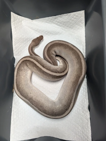 Special (Super) HGW Cinnamon GHI Ball Python by KSO Reptiles