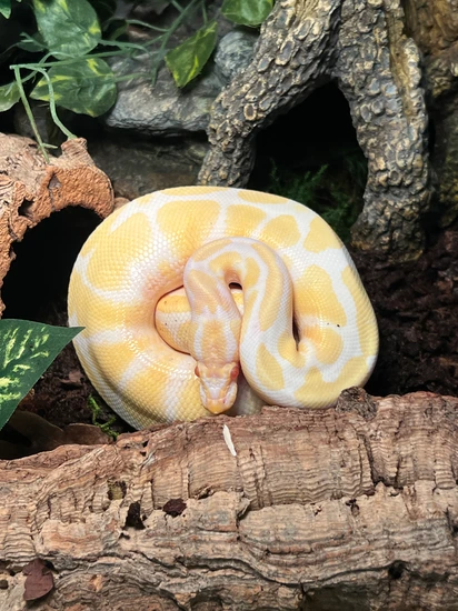 Hermes Ball Python by Scales & Tails