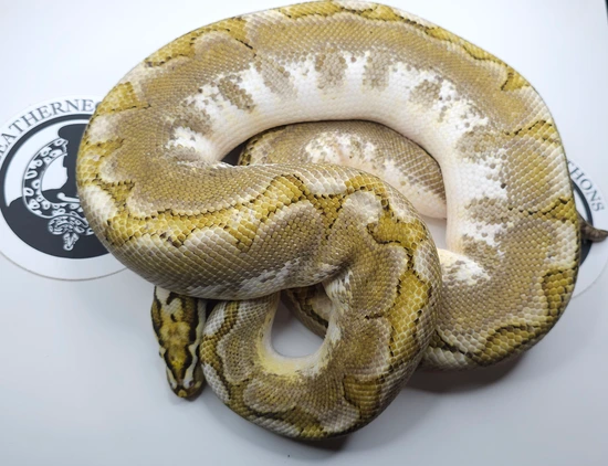 Bamboo, Woma, Het Clown Ball Python by Leatherneck Pythons
