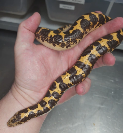 Pair Dodoma Flame Het Axanthic Kenyan Sand Boa by Nodrog's Hogs