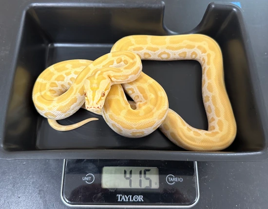 F2 Half Dwarf Pearl, Het Green & 50% Lab Burmese Python by Outback Ray