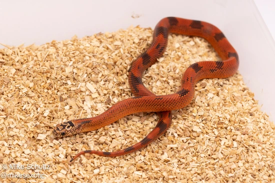 Blaze Goini Kingsnake - Female Apalachicola Kingsnake by Outback Reptiles