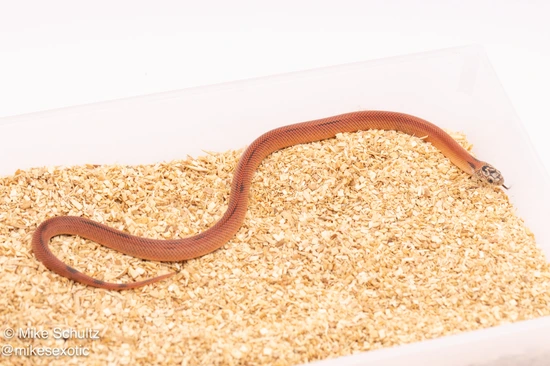 Blaze Goini Kingsnake - Female Apalachicola Kingsnake by Outback Reptiles