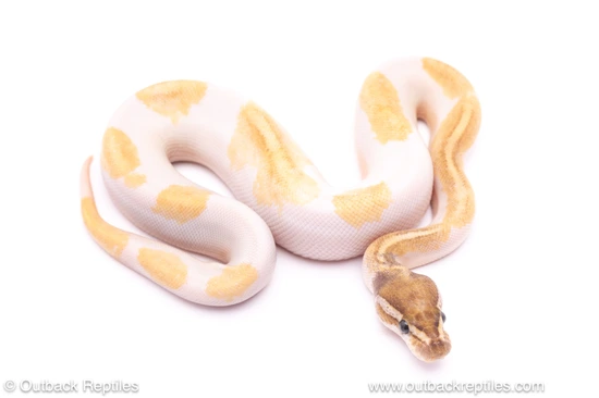 Mojave Enchi Fire Pied (?) - Male Ball Python by Outback Reptiles