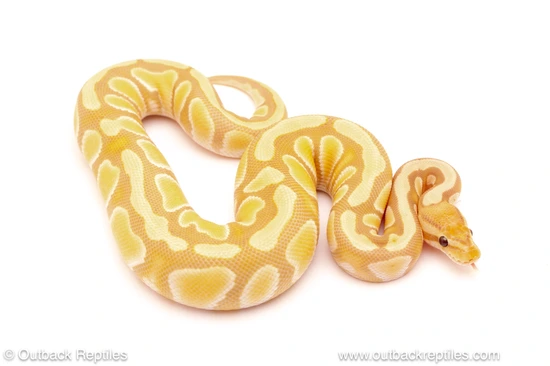 Banana Enchi Cypress Het Clown - 200g Male Ball Python by Outback Reptiles