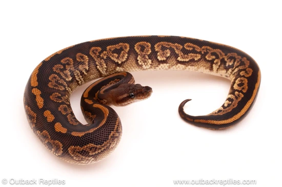 Black Pastel Cinder - 200g Female Ball Python by Outback Reptiles