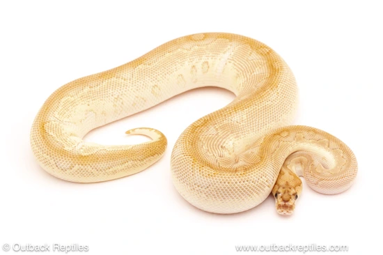 Butter Clown - 675g Female Ball Python by Outback Reptiles