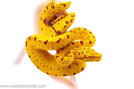 Yellow Biak Green Tree Python by Outback Reptiles