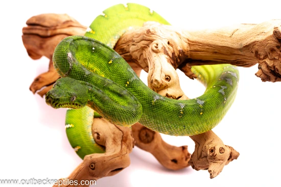 Emerald Tree Boa Northern Emerald Tree Boa by Outback Reptiles