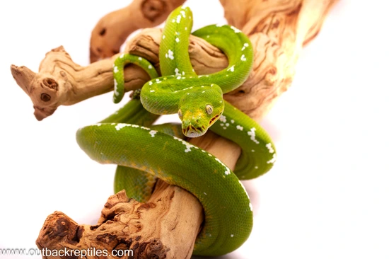 Long Term Captive Aru Green Tree Python by Outback Reptiles