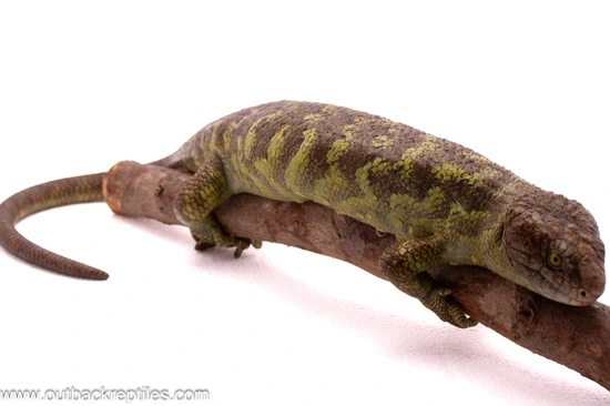 Monkey Tail Skink Monkey-Tailed Skink by Outback Reptiles