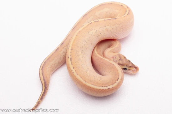 Puma Ball Python by Outback Reptiles