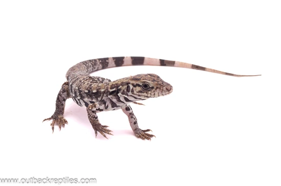 Anery Tegu Argentine Tegus by Outback Reptiles