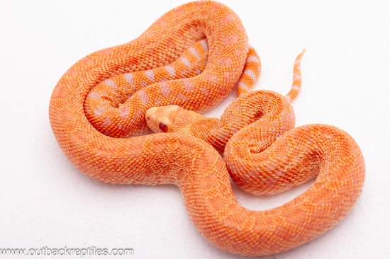 Extreme Red Albino Bullsnake by Outback Reptiles