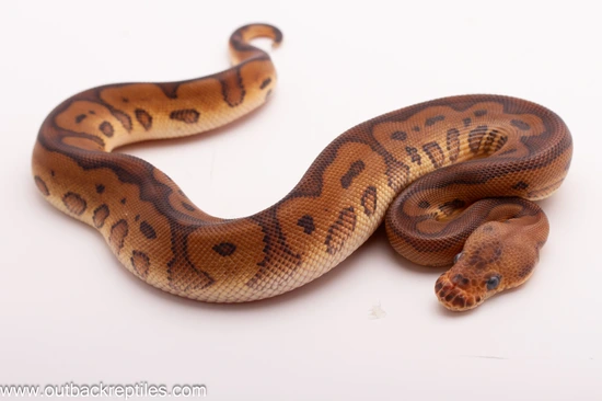 Red Stripe GHI Ball Python by Outback Reptiles