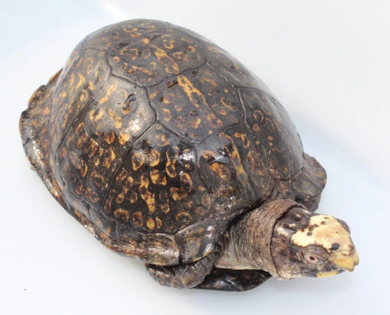 Gulf Coast Box Turtle by Oxbow Reptile