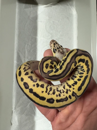 Pastel Batman Male Ball Python by OzMorphs LLC