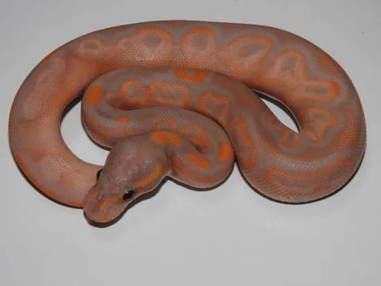Orange Dream YB Black Pastel Banana Calico Ball Python by Ozzy Boids LLC
